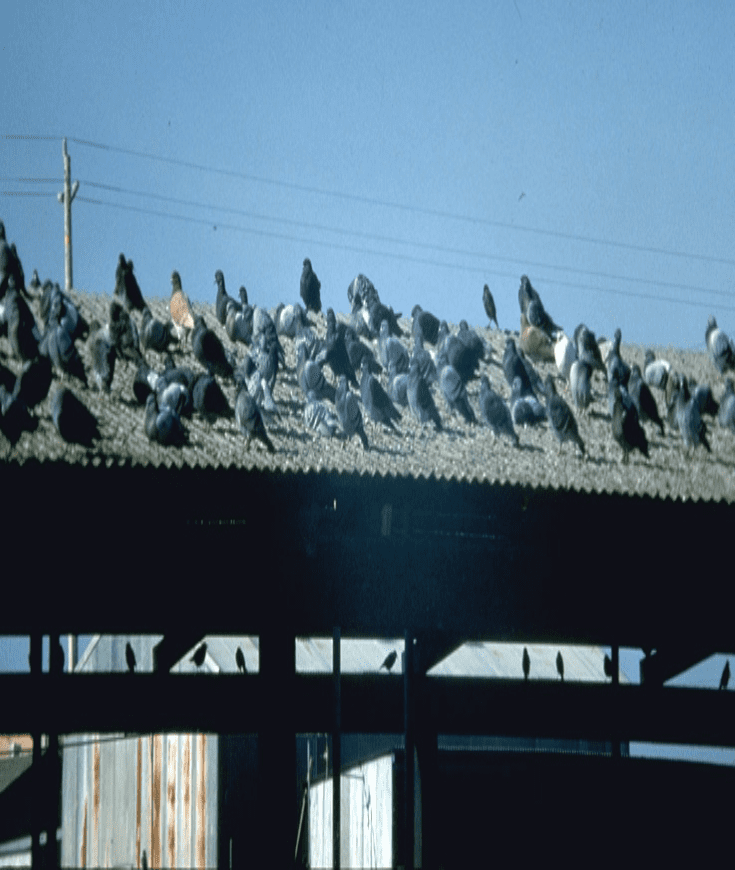 Birds and Associated Problems - Chicagoland Pest Services INC.